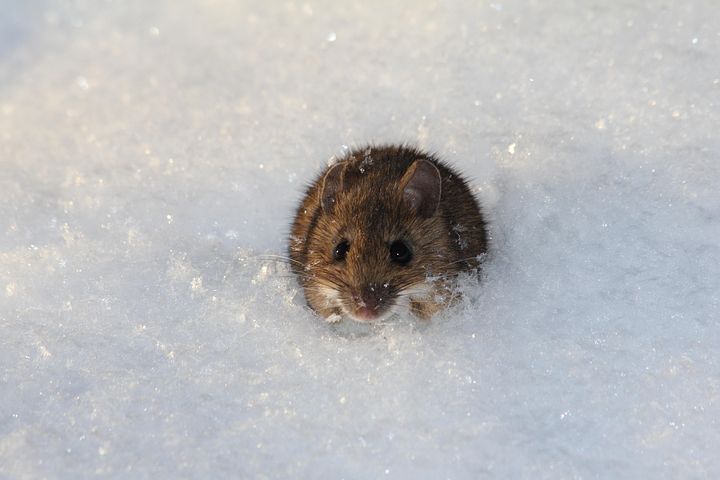 Над 200 безплатни снимки за Mice и Мишки - Pixabay