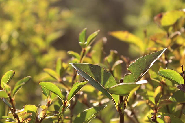 Plant Backlighting Sunset - Free photo on Pixabay - Pixabay