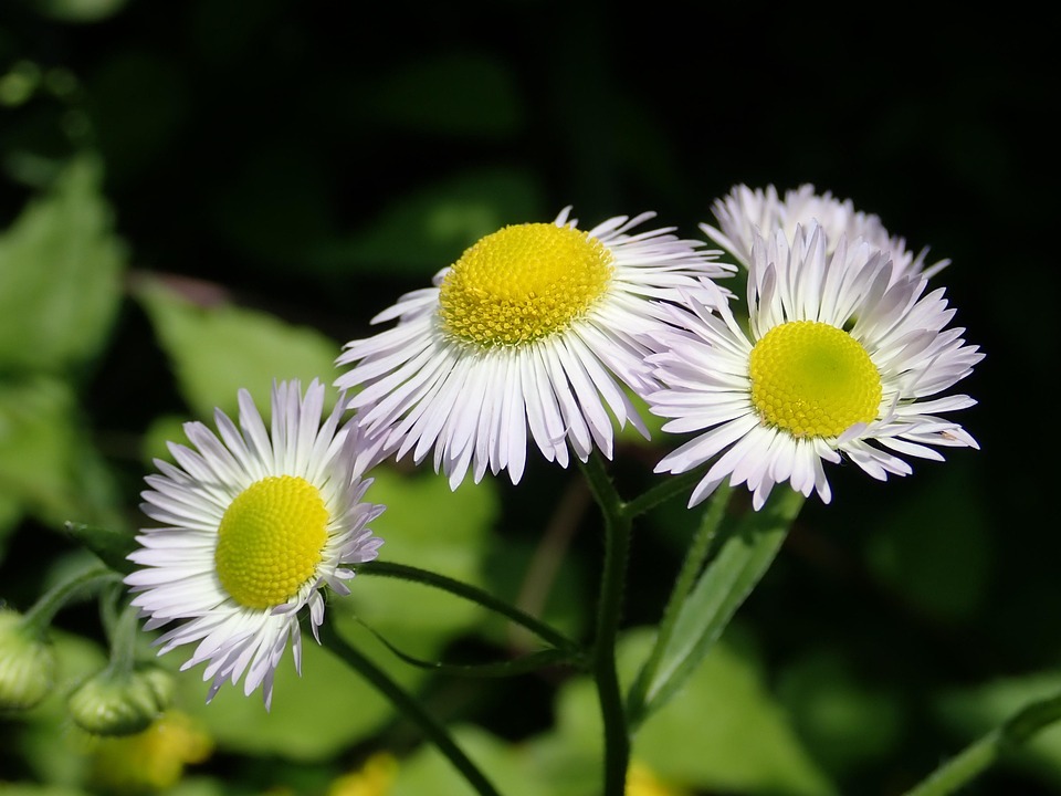 Flower Fine Jet Pointed - Free photo on Pixabay