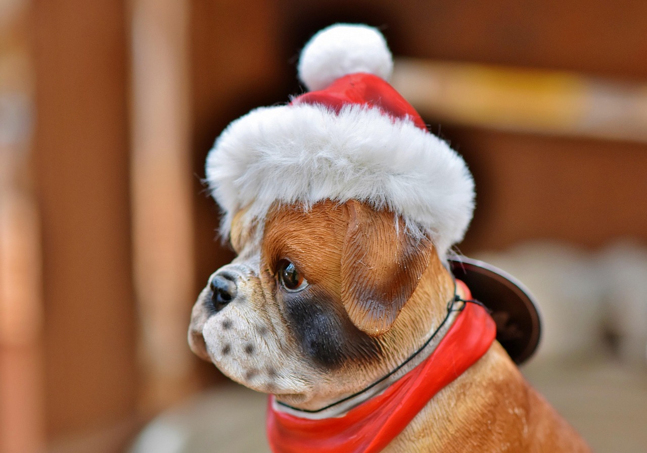 400+ Free Christmas Dog & Christmas Images - Pixabay