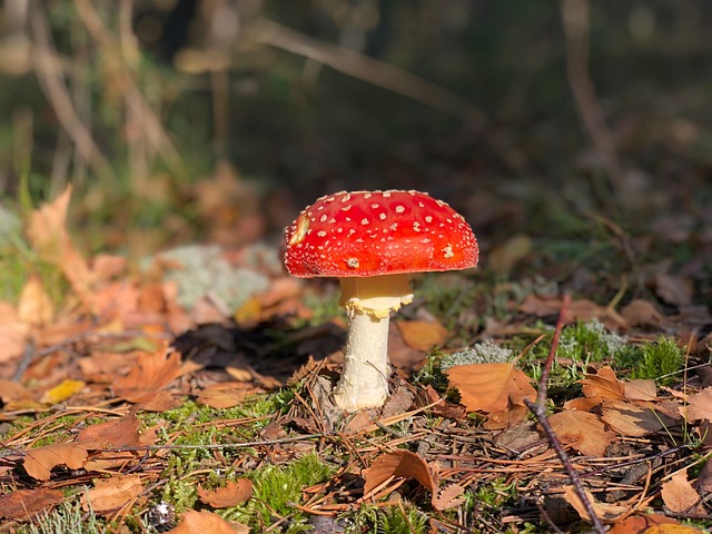Champignon Mortel Poison - Photo gratuite sur Pixabay - Pixabay