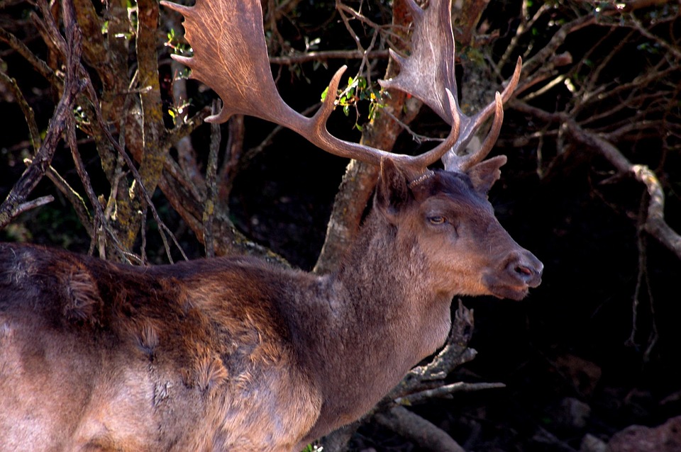 Sardinia Fallow Deer Sardinian - Free photo on Pixabay - Pixabay