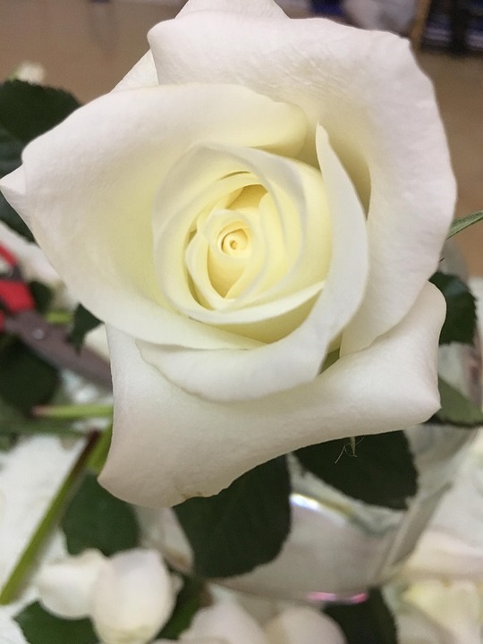 Rose Fleur Blanche La Courbe De - Photo gratuite sur Pixabay - Pixabay