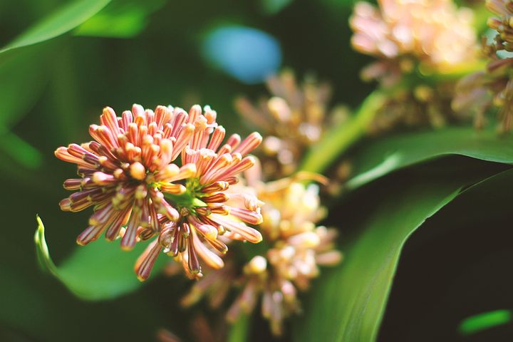 Hoa Images - Pixabay - Download Free Pictures