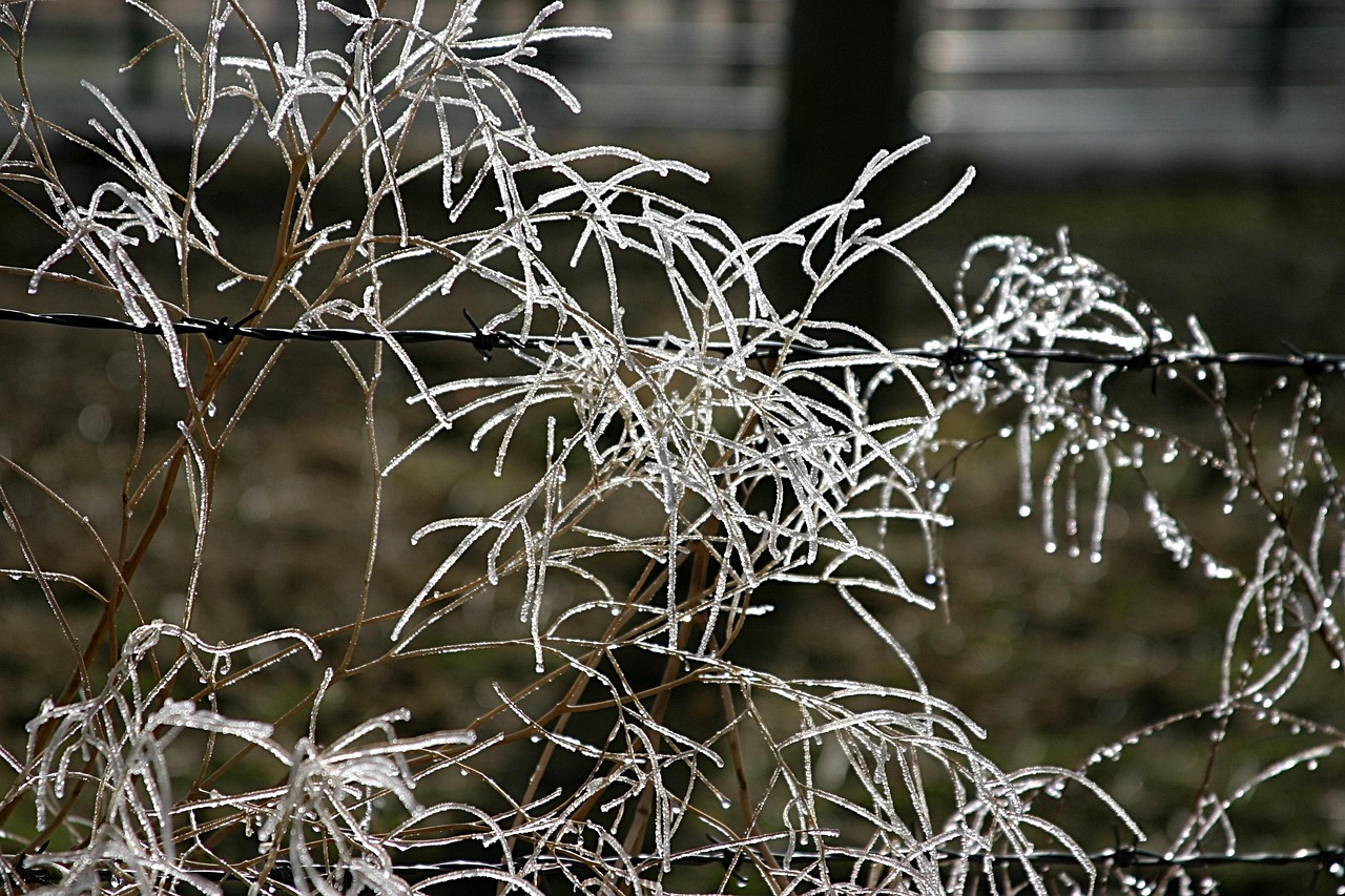 Gelo Inverno Frio - Foto gratuita no Pixabay - Pixabay