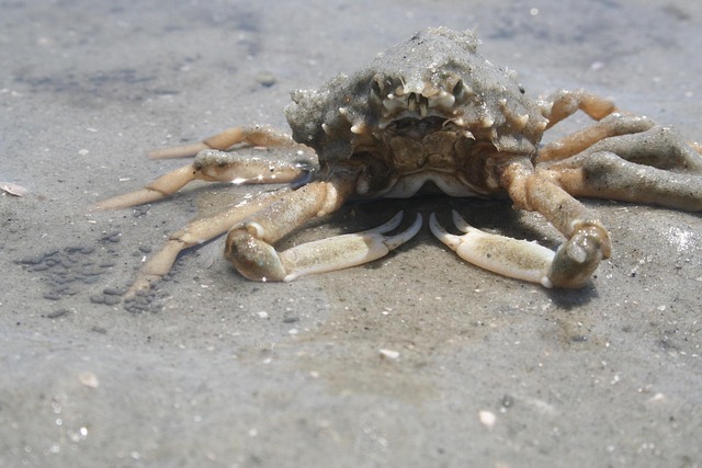 Crab Ocean Sea - Free photo on Pixabay - Pixabay