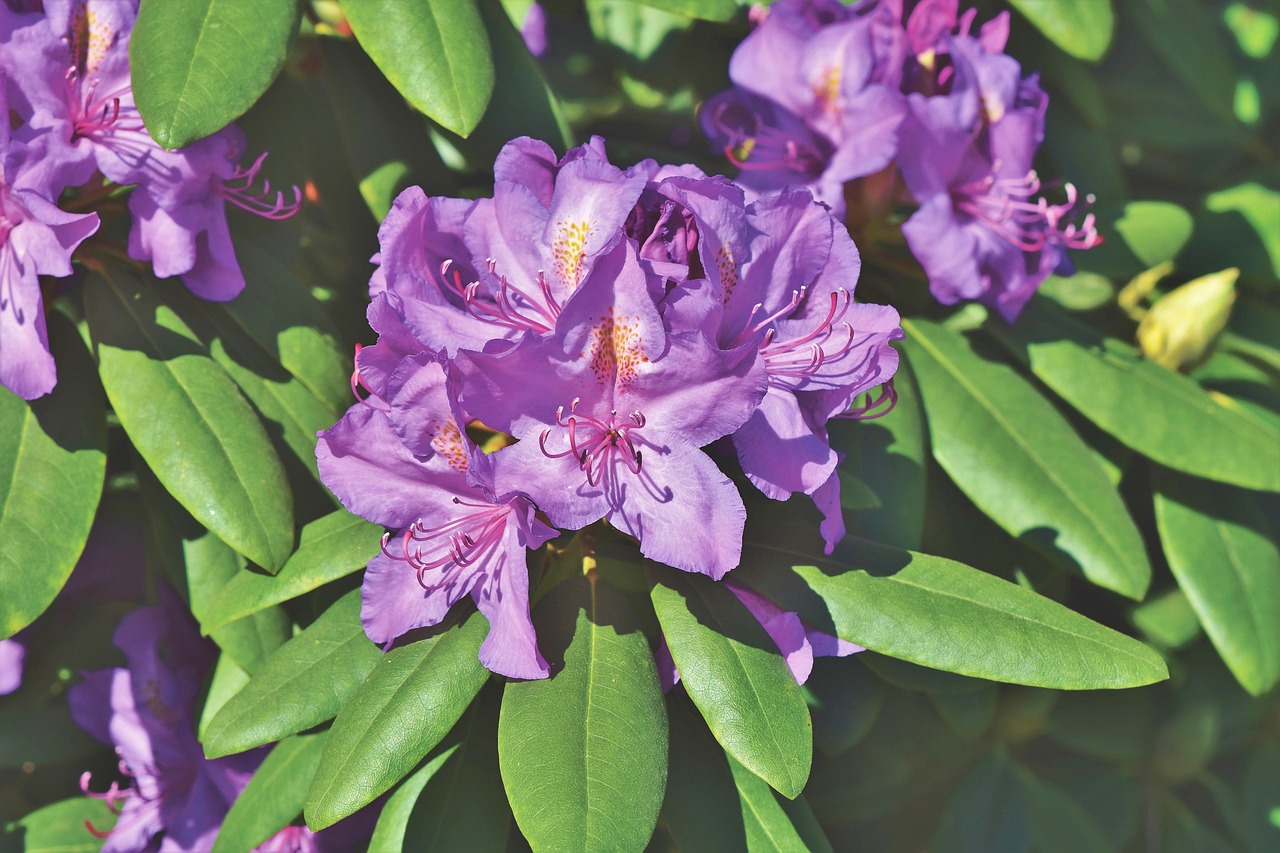 1,000+ Free Rhododendron & Bloom Images - Pixabay