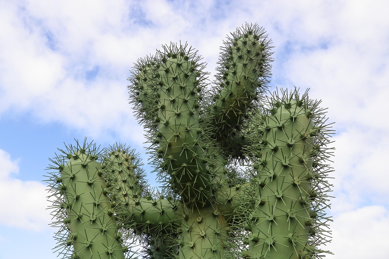 200+ Free Fake & Nature Photos - Pixabay