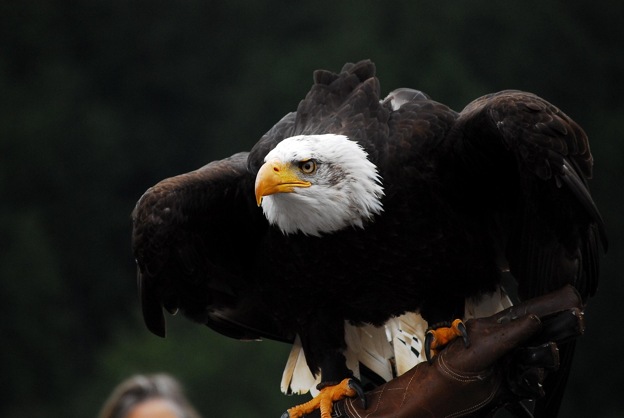 Bald Eagle Raptor - Free photo on Pixabay - Pixabay Bald Eagle Raptor - Free photo on Pixabay - Pixabay