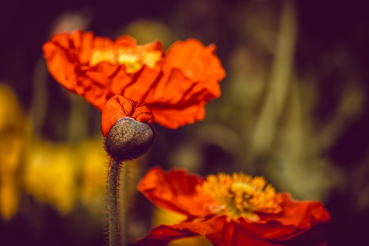 Opium Bunga Poppy Jagung - Foto gratis di Pixabay