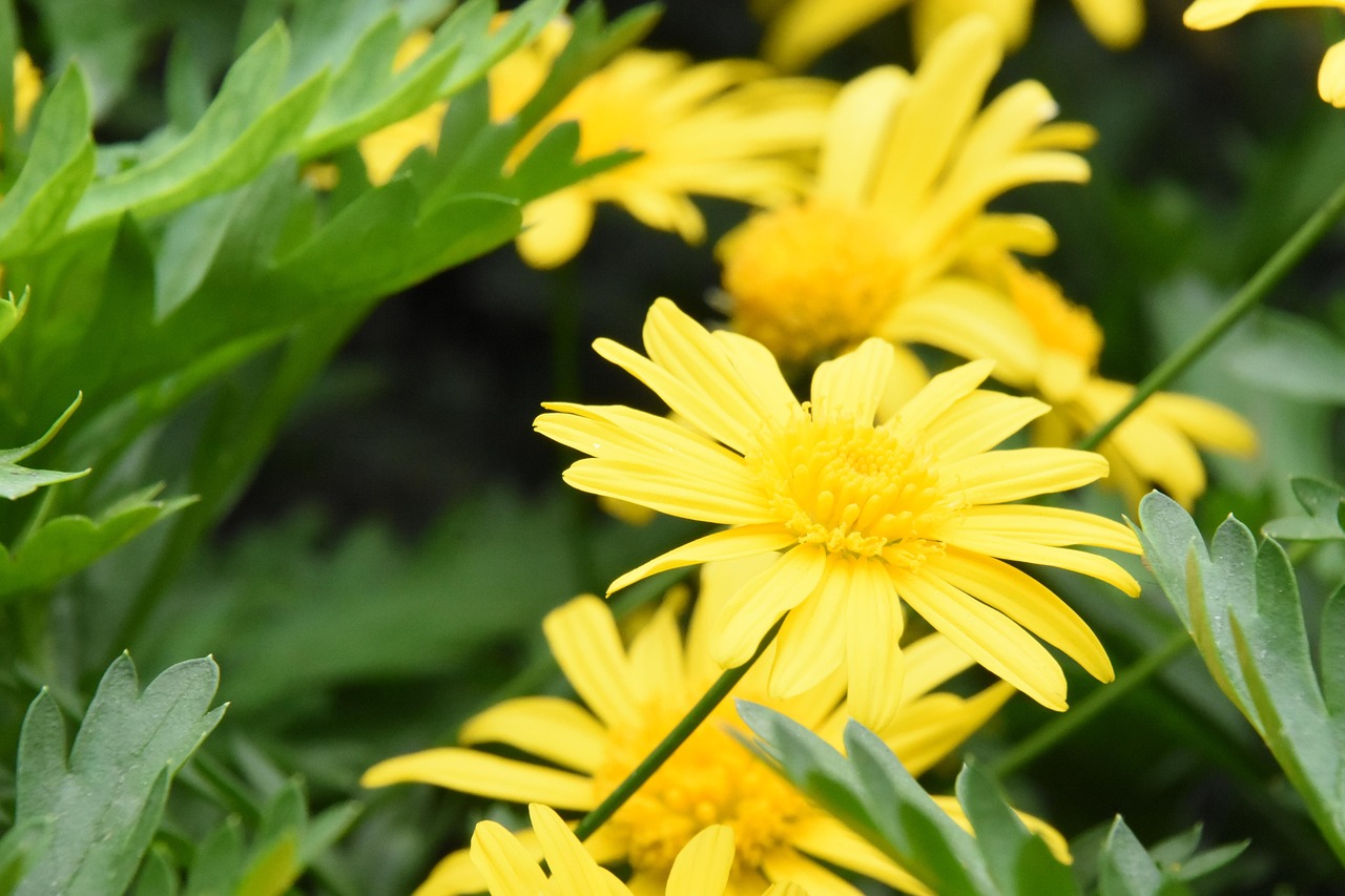 Calendula Flor Crisântemo - Foto gratuita no Pixabay - Pixabay