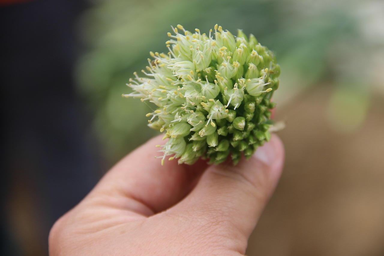 Allium Fistulosum Chopped Green - Free photo on Pixabay - Pixabay