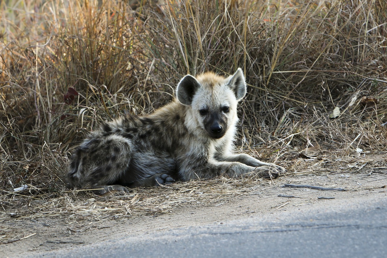 100+ Free Hyena & Animal Images - Pixabay