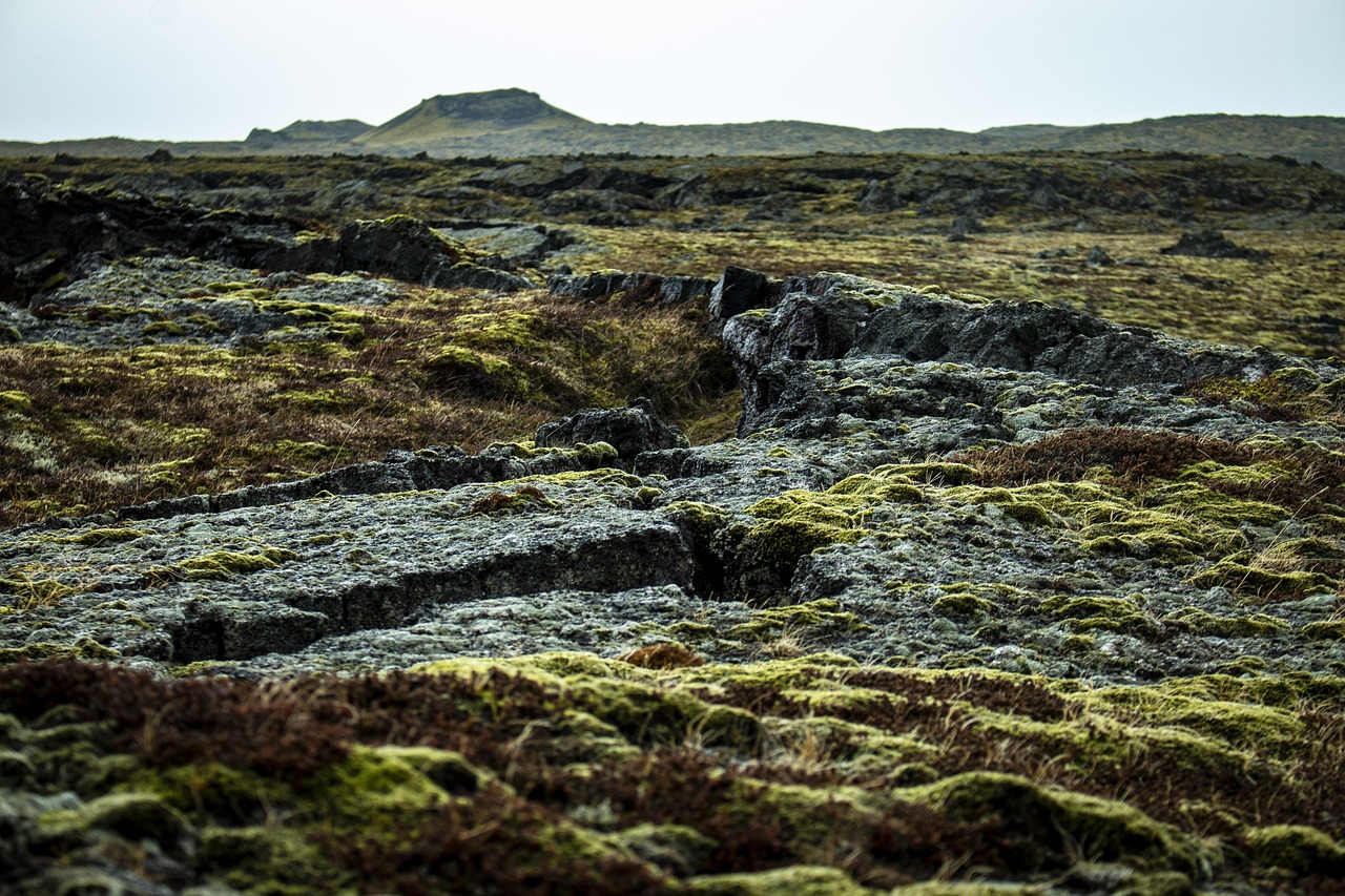 Iceland Moss - Free photo on Pixabay