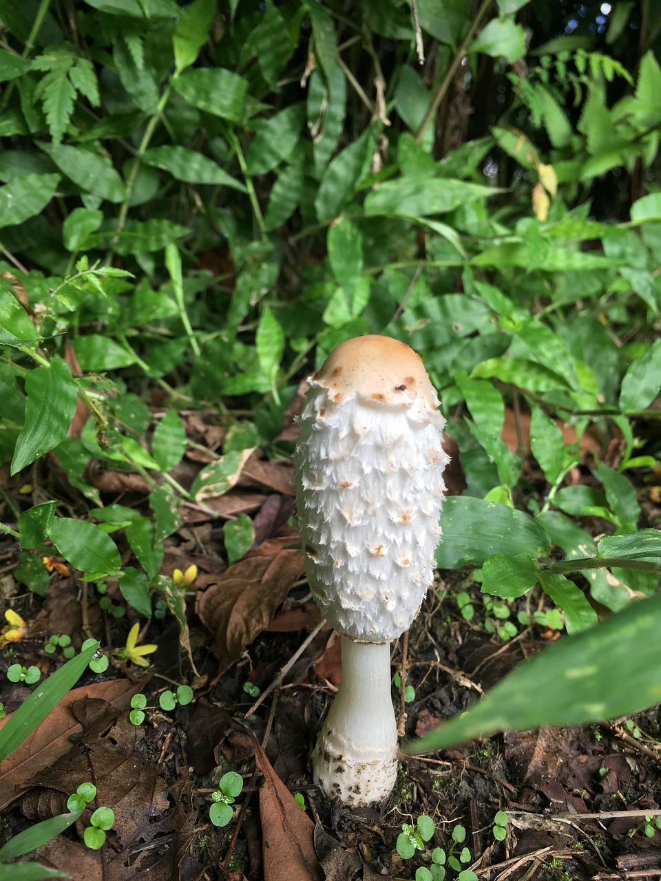 Shaggy Cap Ink Coprinus - Free photo on Pixabay