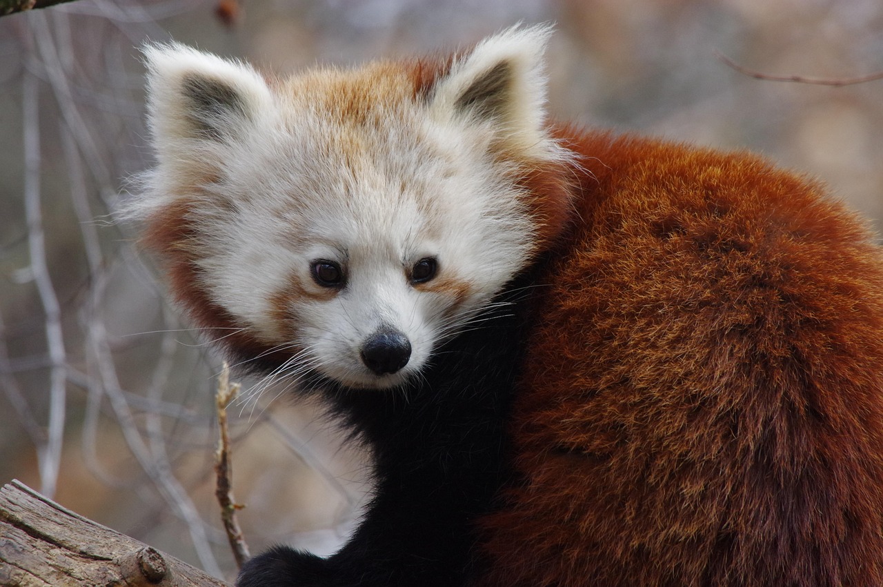 Panda Rot - Kostenloses Foto auf Pixabay