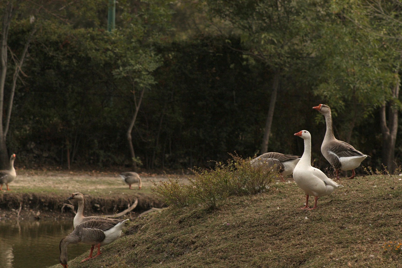 Lago Patos Lagoa - Foto gratuita no Pixabay - Pixabay