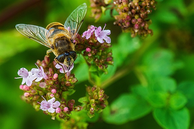 Bunga Taman Lebah Mekar - Foto gratis di Pixabay - Pixabay