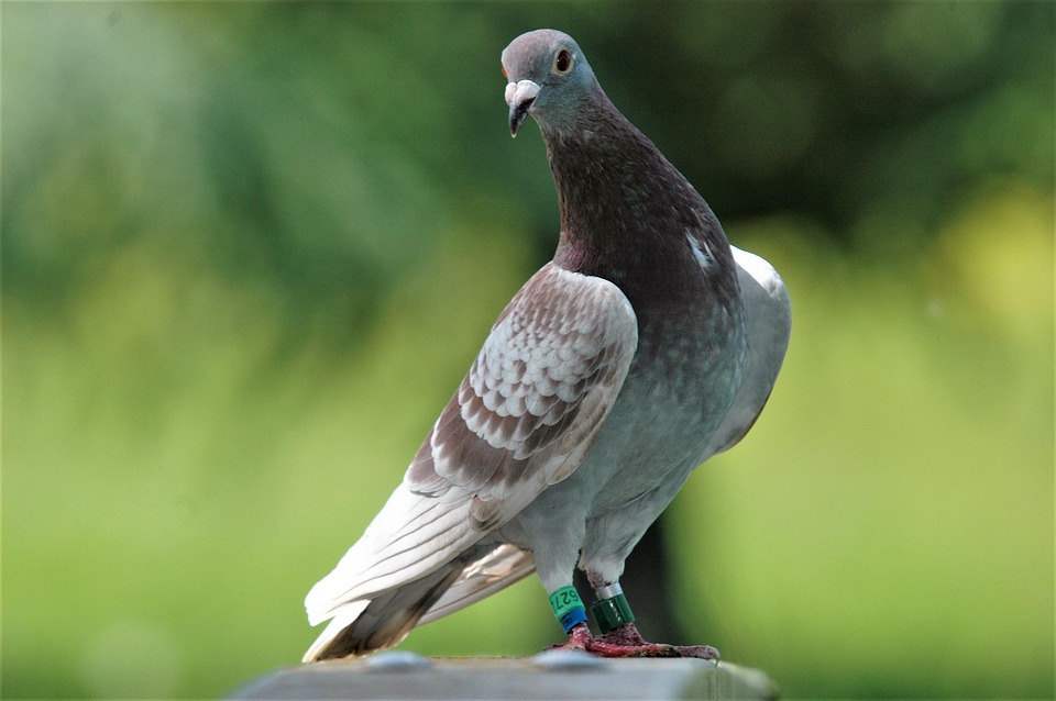 Pigeon Nature Birds - Free photo on Pixabay - Pixabay