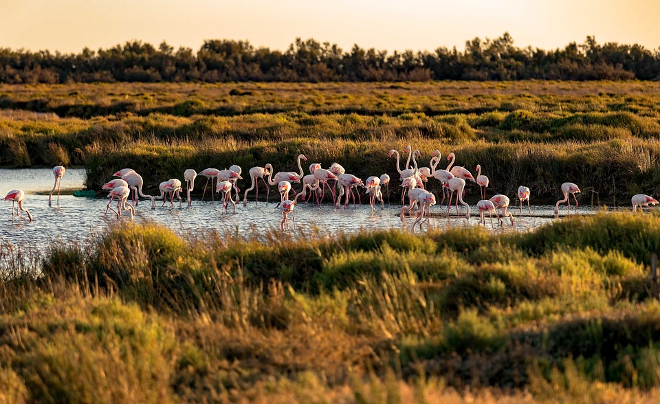 Camargue Flamand - Photo gratuite sur Pixabay - Pixabay
