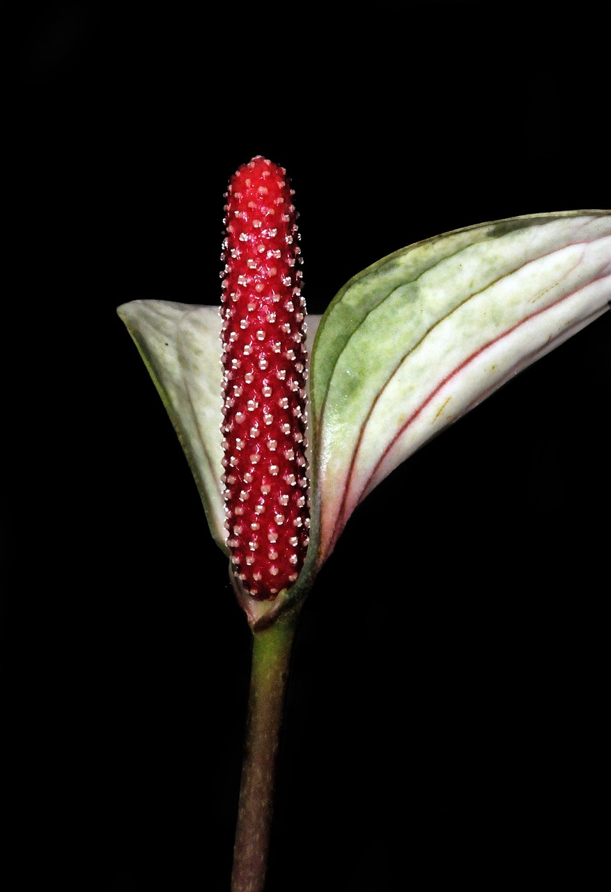 Flower Arum Nature - Free photo on Pixabay