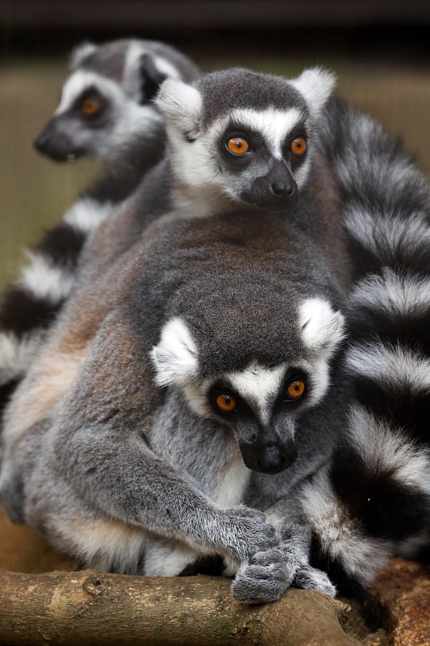 Animal Lemur Wild Animals - Free photo on Pixabay - Pixabay