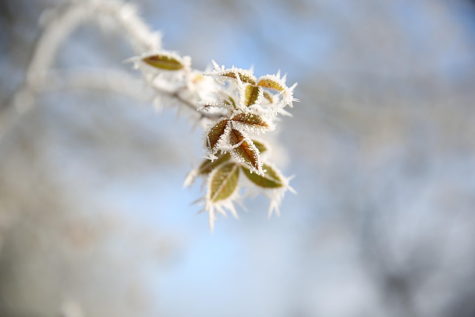 Frostig Eis Winter - Kostenloses Foto auf Pixabay - Pixabay