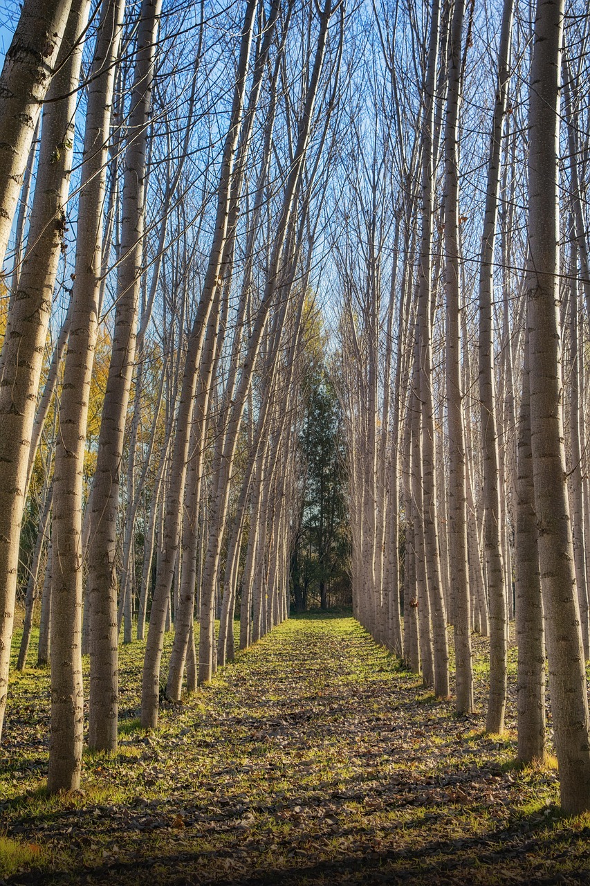 Más de 400 imágenes gratis de Arboleda y Naturaleza - Pixabay