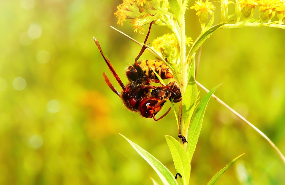 European Hornet Bee Miodna Food - Free photo on Pixabay