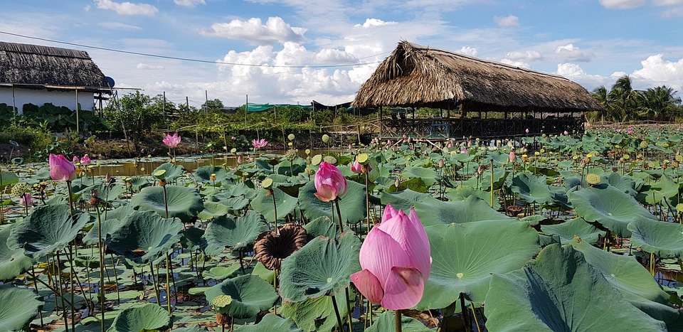 Dam Sen Lotus Pond - Free photo on Pixabay