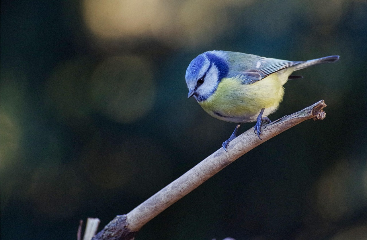 Pimpelmees Zangvogel Tuin Vogel - Gratis foto op Pixabay