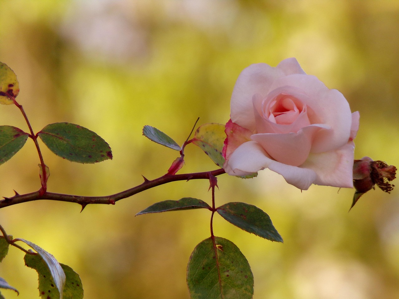 Color De Rosa Naturaleza Jardín - Foto gratis en Pixabay - Pixabay
