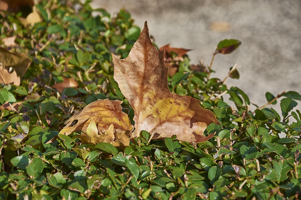 Tree Sheets Autumn - Free photo on Pixabay - Pixabay