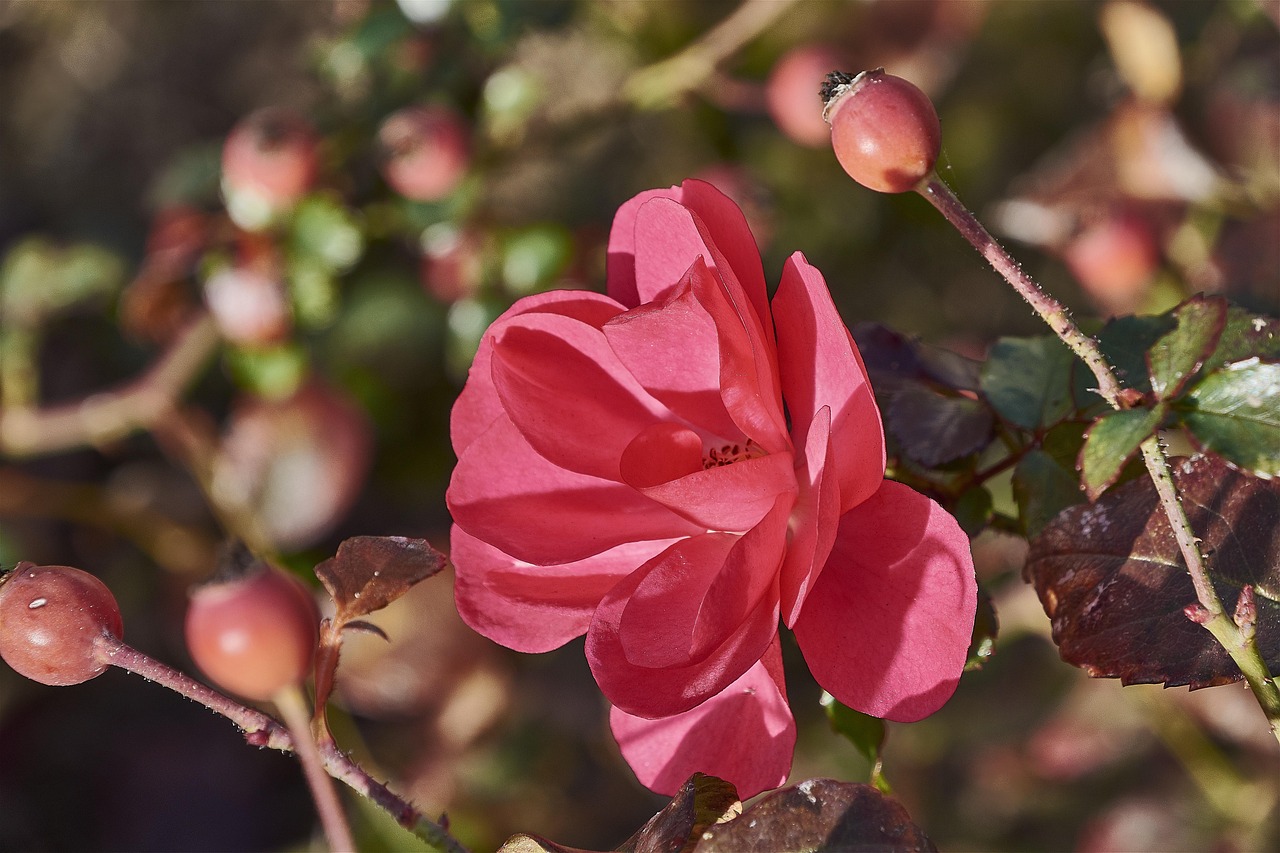Roos Tuin Bloem - Gratis foto op Pixabay - Pixabay