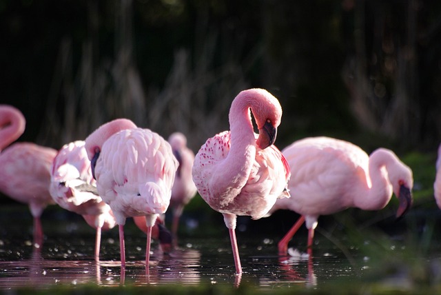 Animaux Flamants Roses Nature - Photo gratuite sur Pixabay - Pixabay