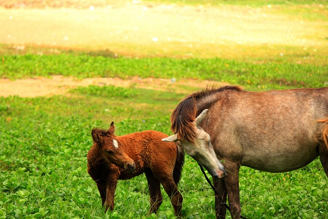 Donkey Baby Family Other And - Free photo on Pixabay