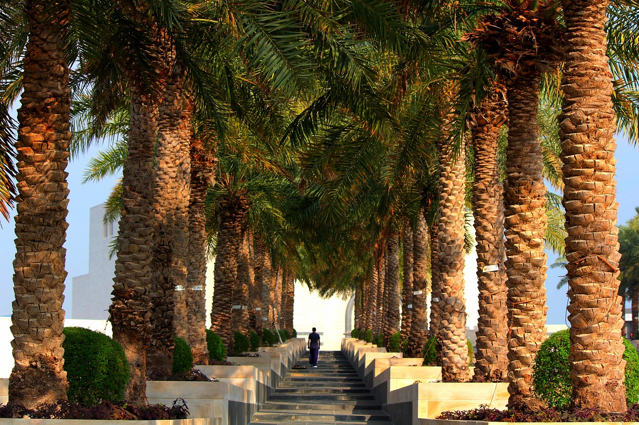 Row Of Palm Trees