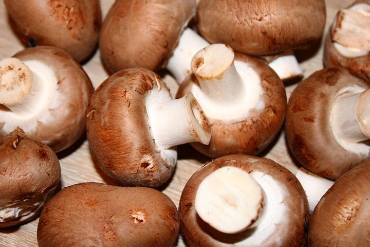 200+ kostenlose Champignon und Pilze-Bilder - Pixabay