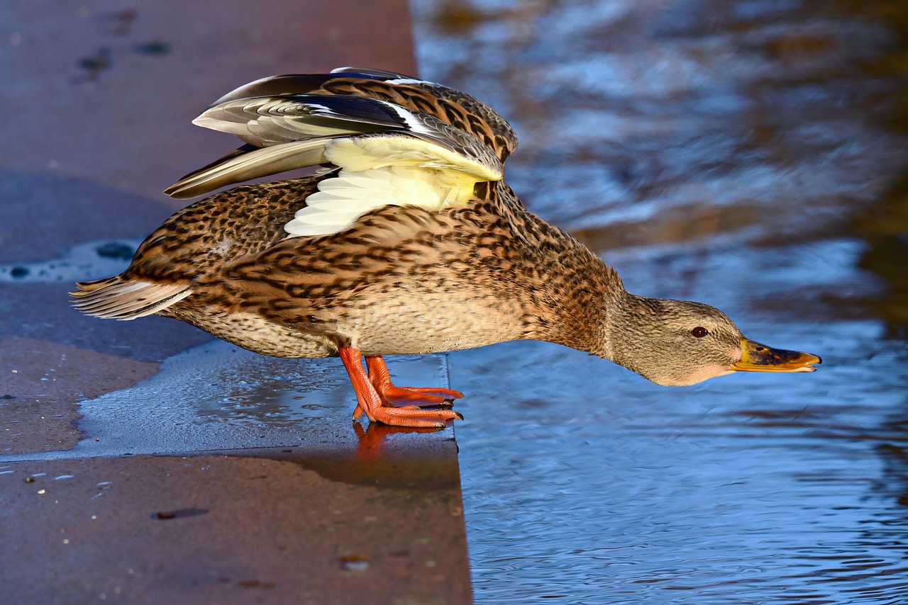 Duck Water Bird Waterfowl - Free photo on Pixabay - Pixabay