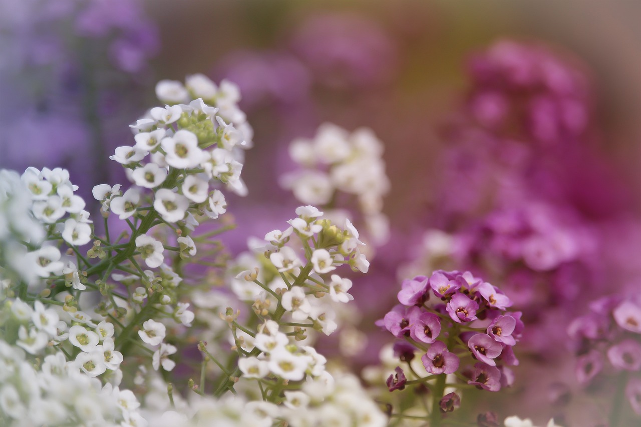 Alyssum Flower Pink - Free photo on Pixabay