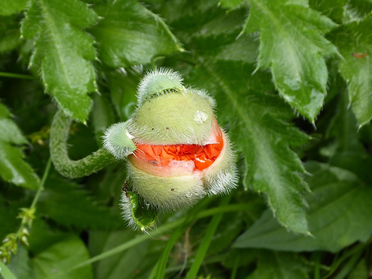 Poppy Flower Red Bud - Free photo on Pixabay - Pixabay