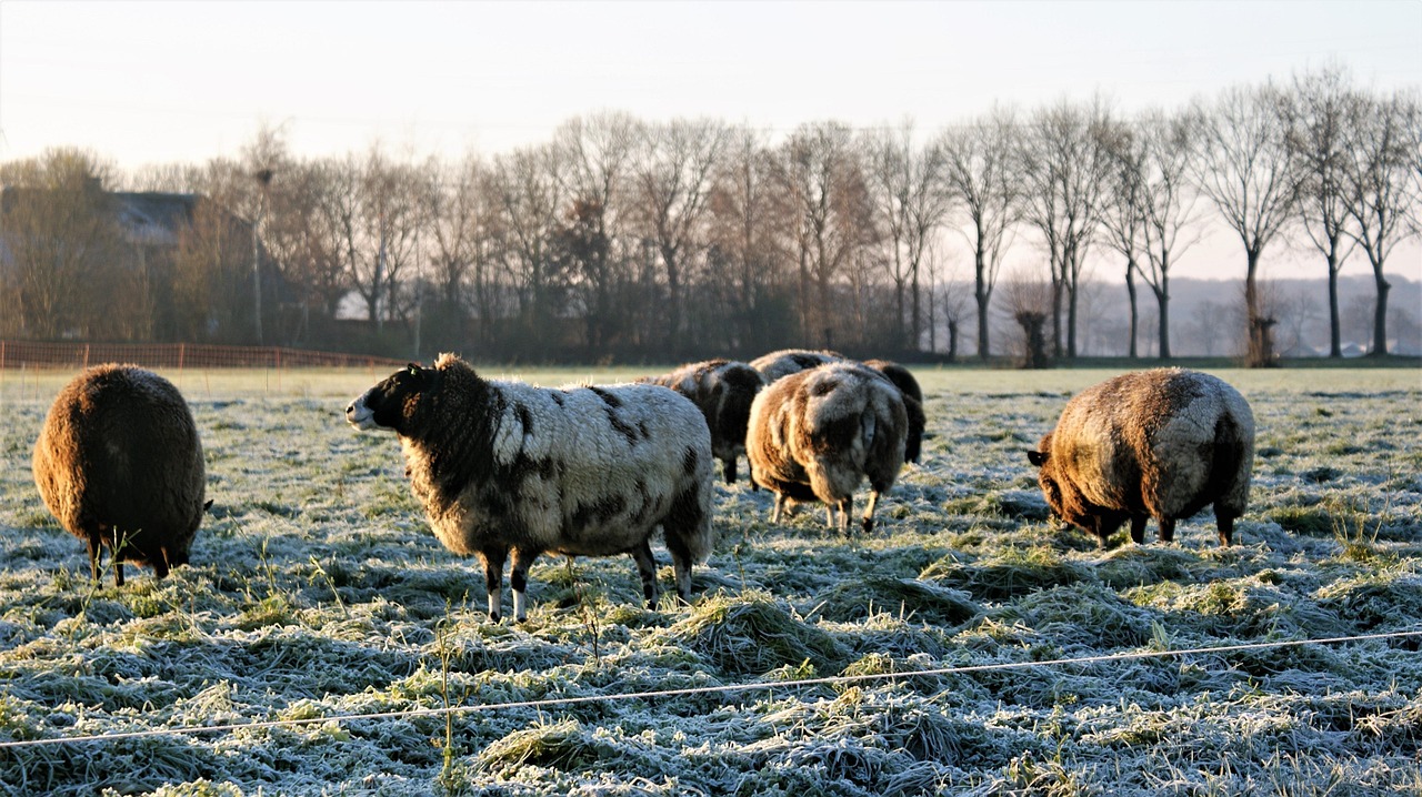 Sheep Winter Frozen - Free photo on Pixabay - Pixabay