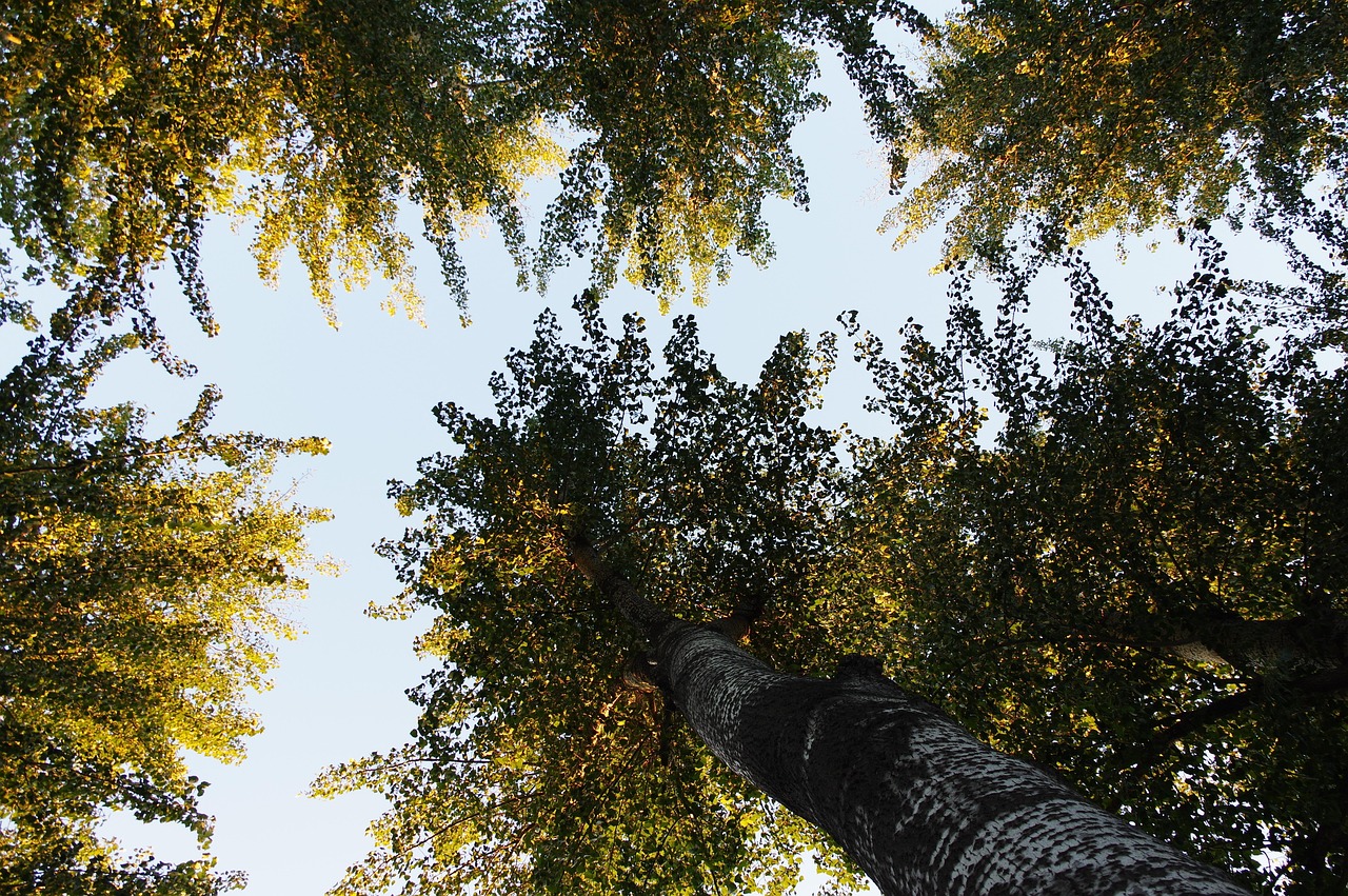 Shade Sky The Number Of - Free photo on Pixabay - Pixabay