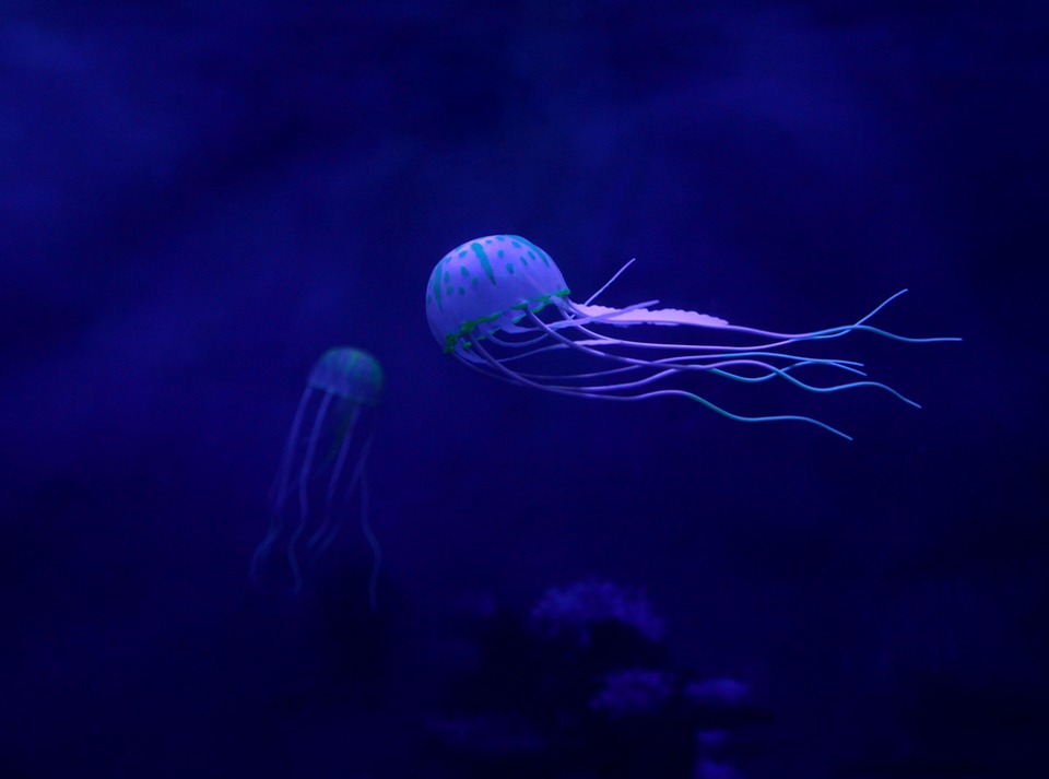 Medusa Ocean Underwater - Free photo on Pixabay