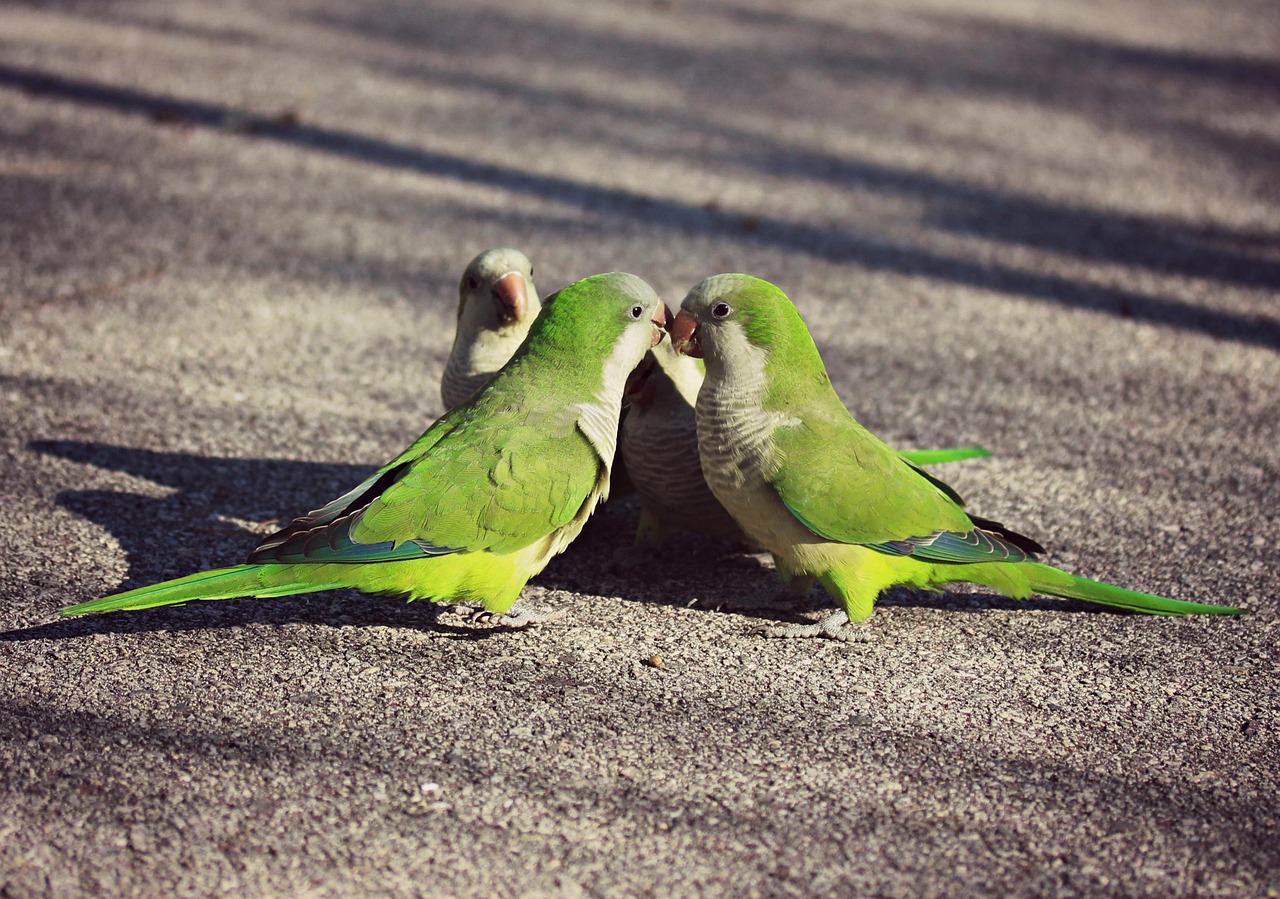 Parrot Green Birds - Free photo on Pixabay - Pixabay
