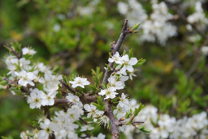 100+ Free Hawthorn Flowers & Hawthorn Images - Pixabay