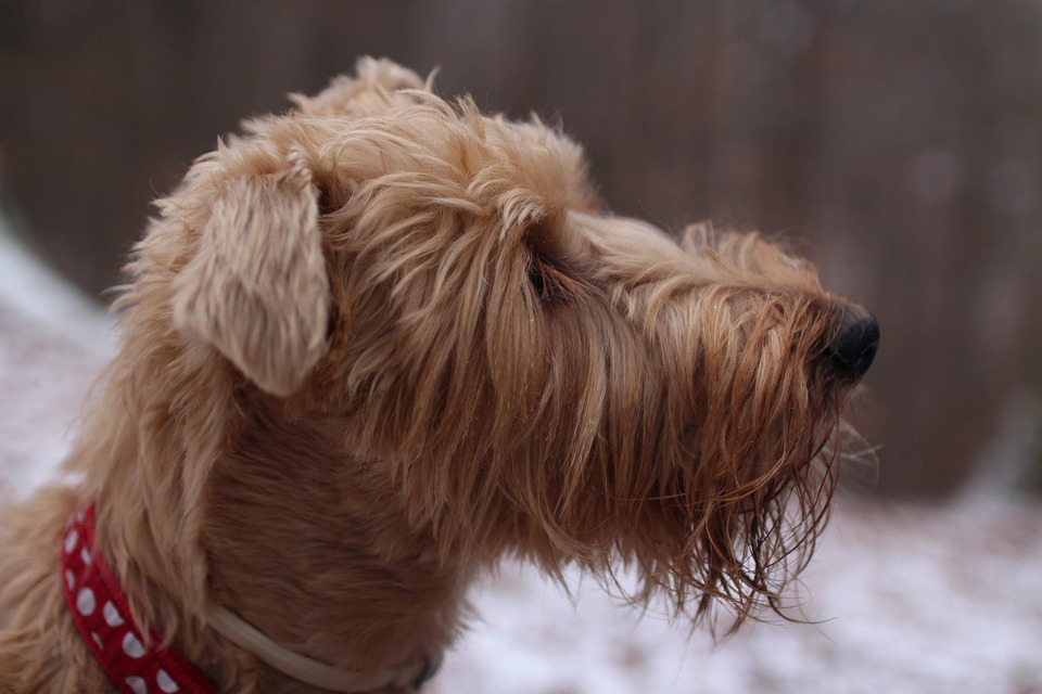 Chien Hiver Cinq - Photo gratuite sur Pixabay - Pixabay