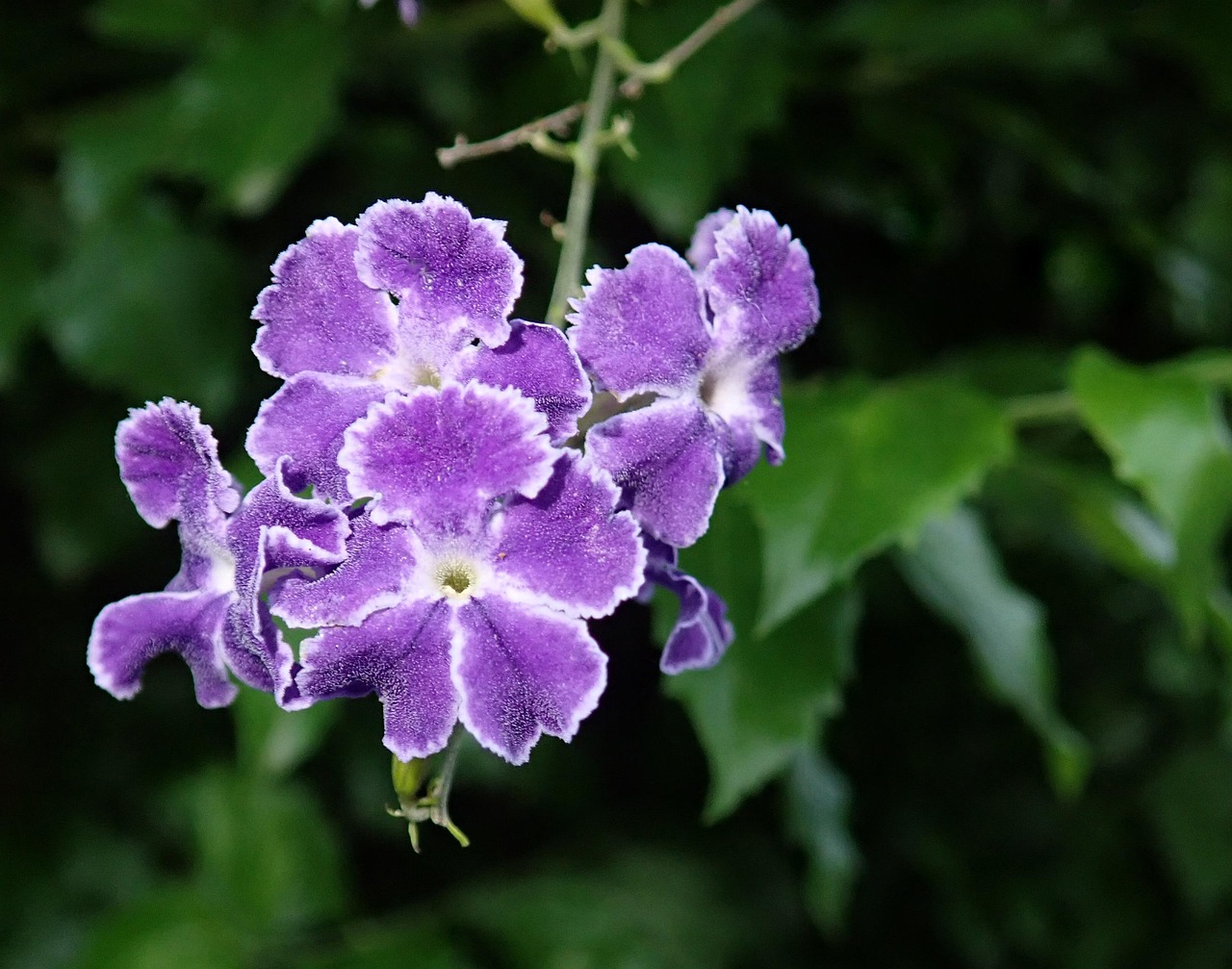 Bunga Ungu Belukar - Foto gratis di Pixabay - Pixabay