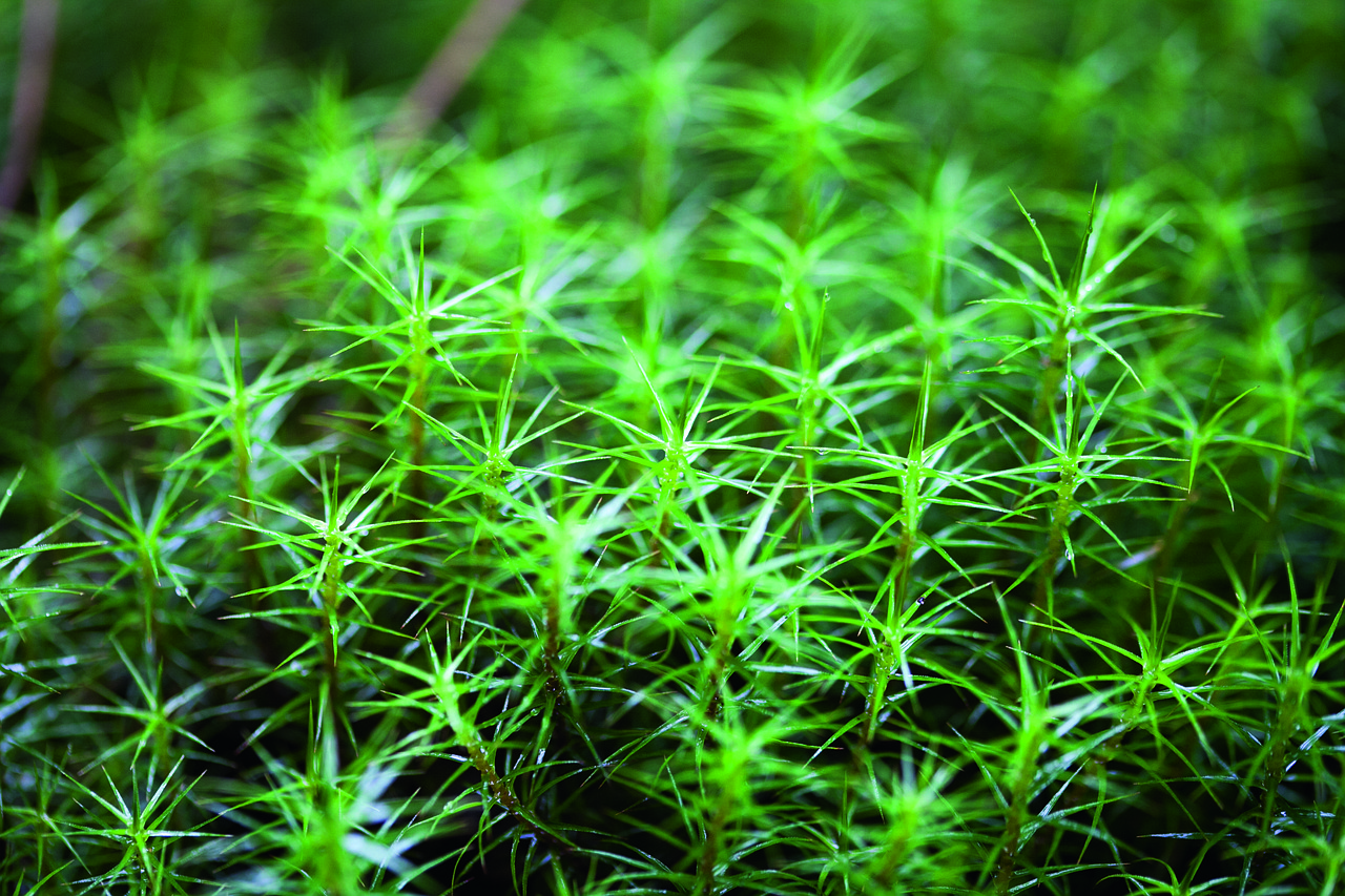 Musgo Naturaleza Otoño - Foto gratis en Pixabay - Pixabay
