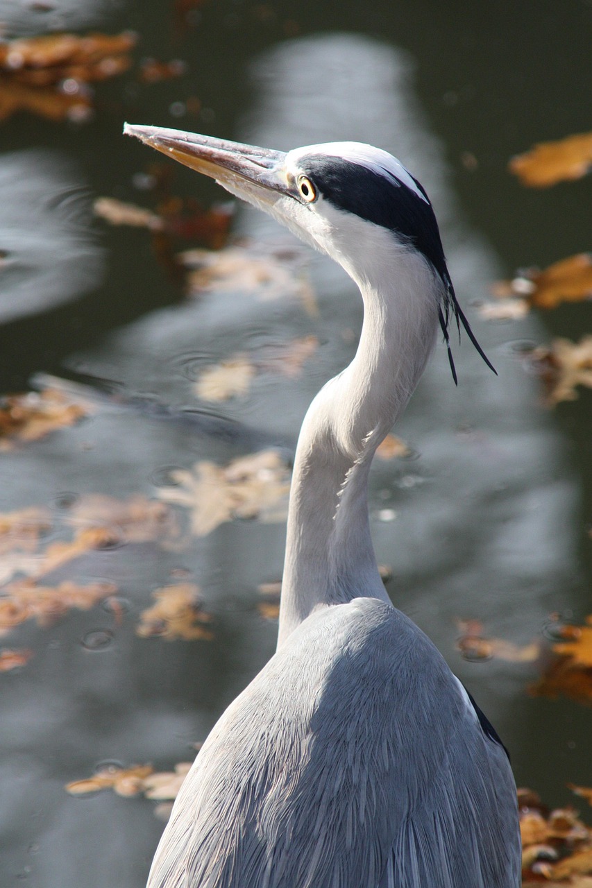 Grey Heron Bird - Free photo on Pixabay